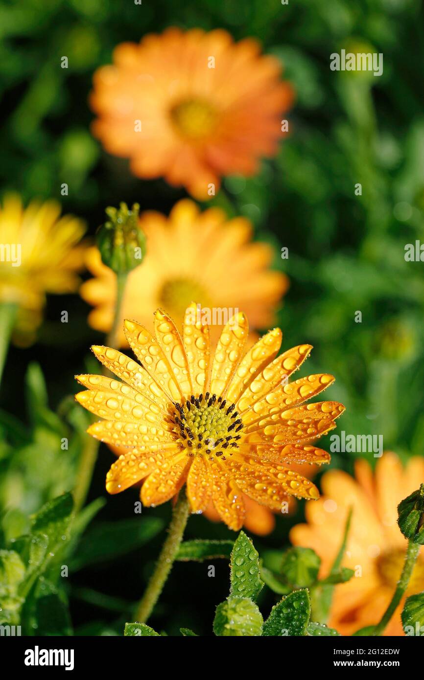Arctotis hi-res stock photography and images - Alamy