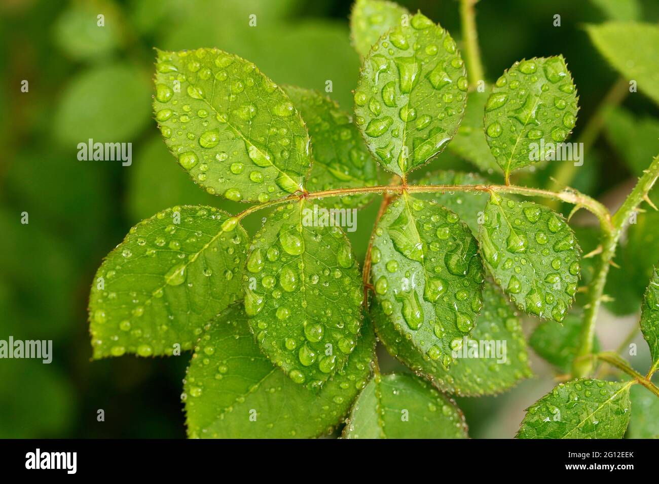 Wet rose leaf hi-res stock photography and images - Alamy