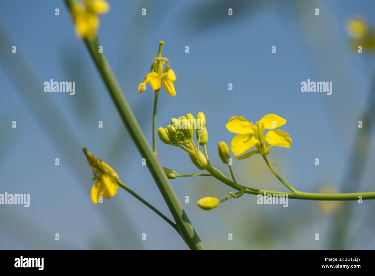 Indian mustard field hi-res stock photography and images - Alamy