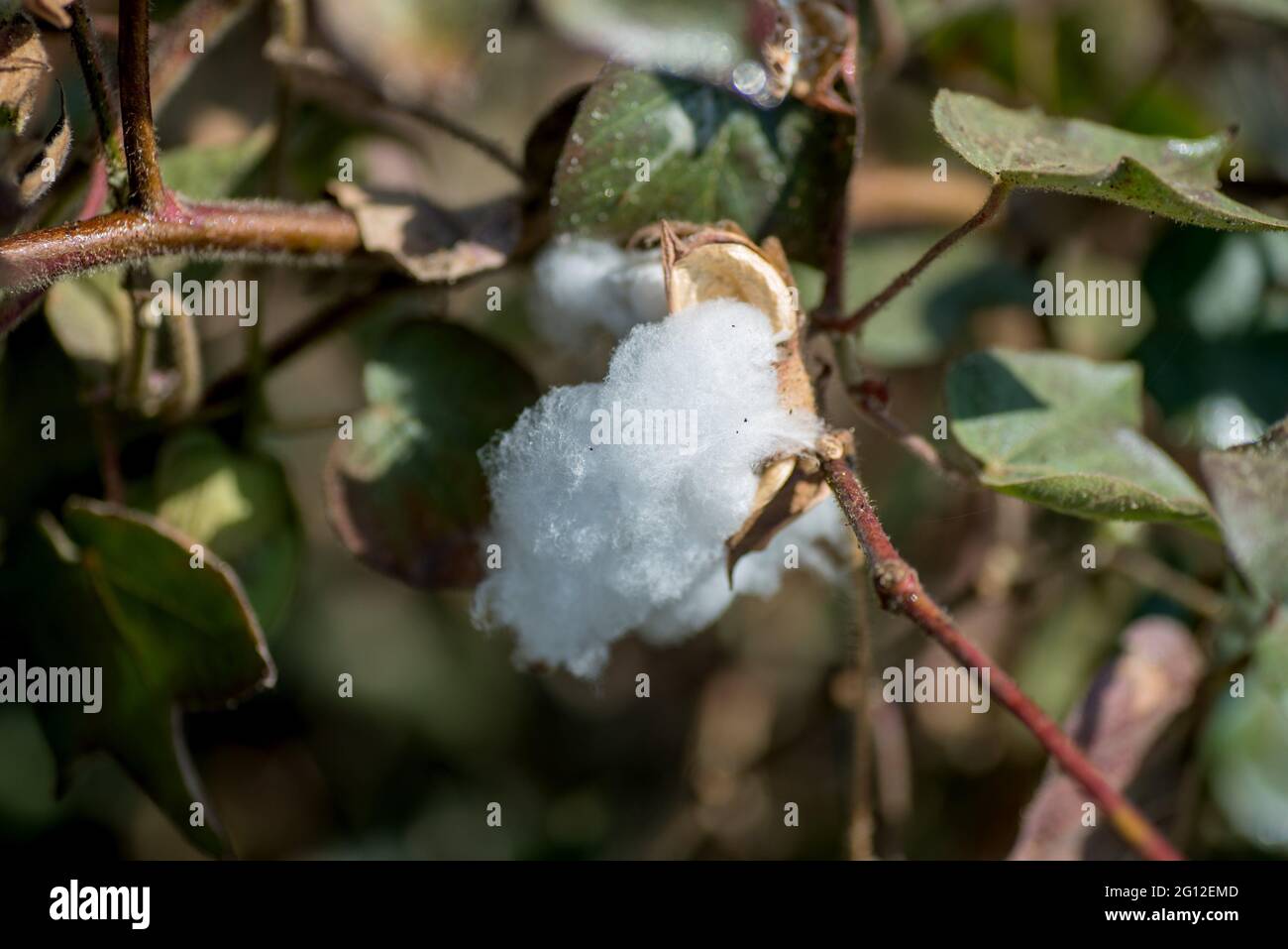 India cotton farm hi-res stock photography and images - Alamy