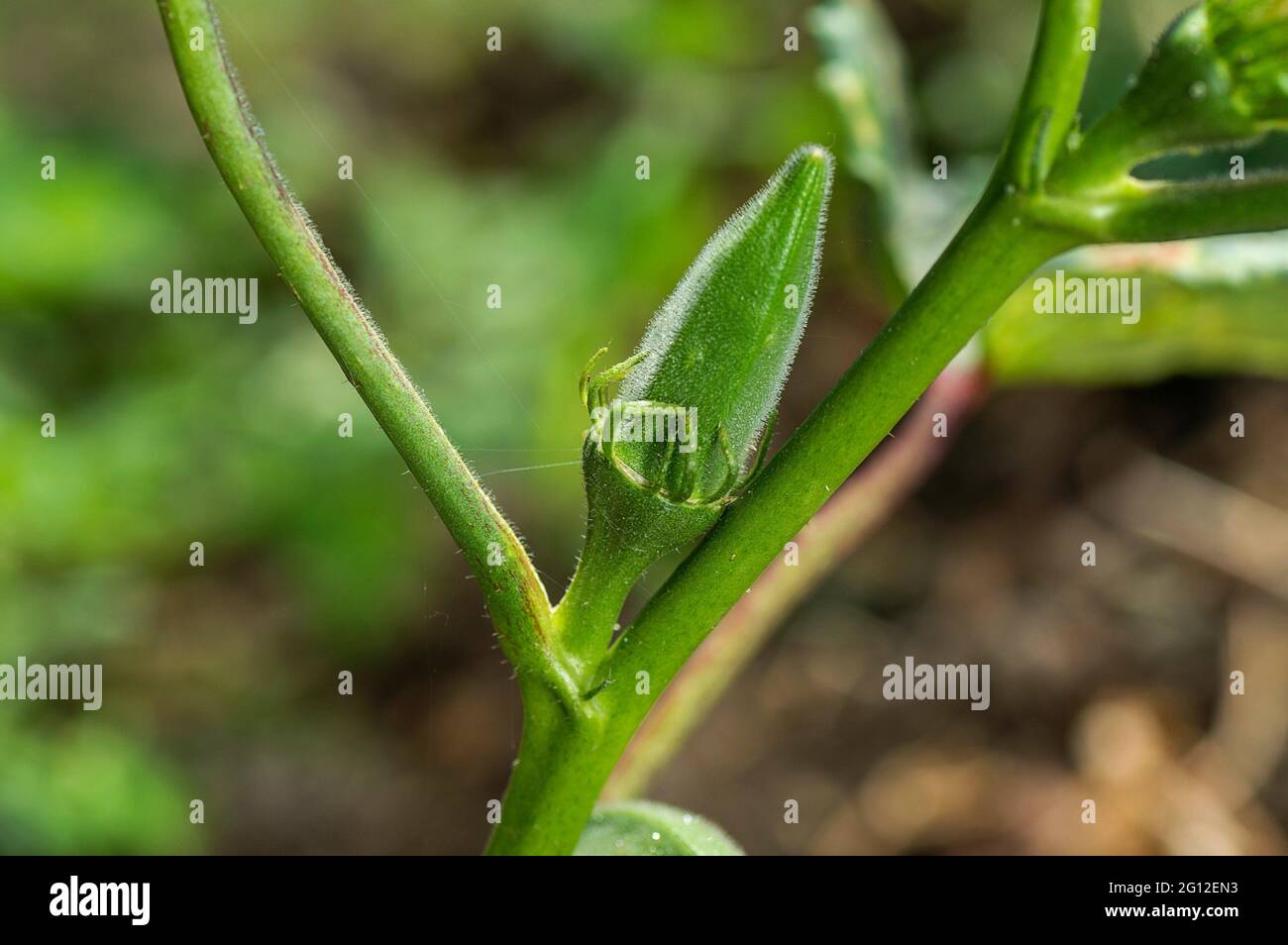 Lady finger farm hi-res stock photography and images - Alamy