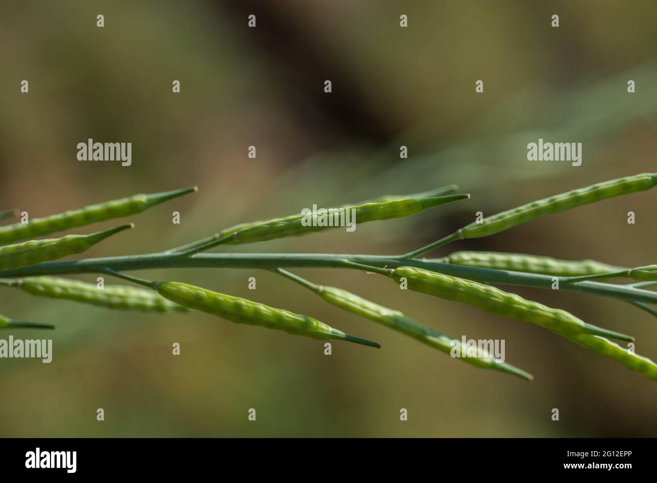 Mustard Seed Pods High Resolution Stock Photography and Images - Alamy