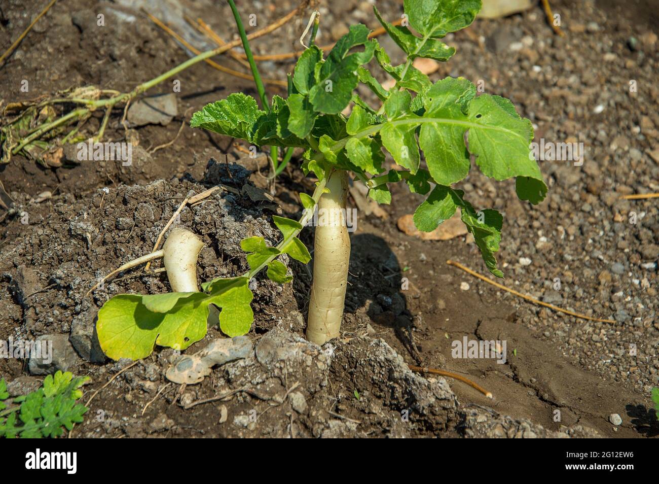 Indian white radish hi-res stock photography and images - Alamy
