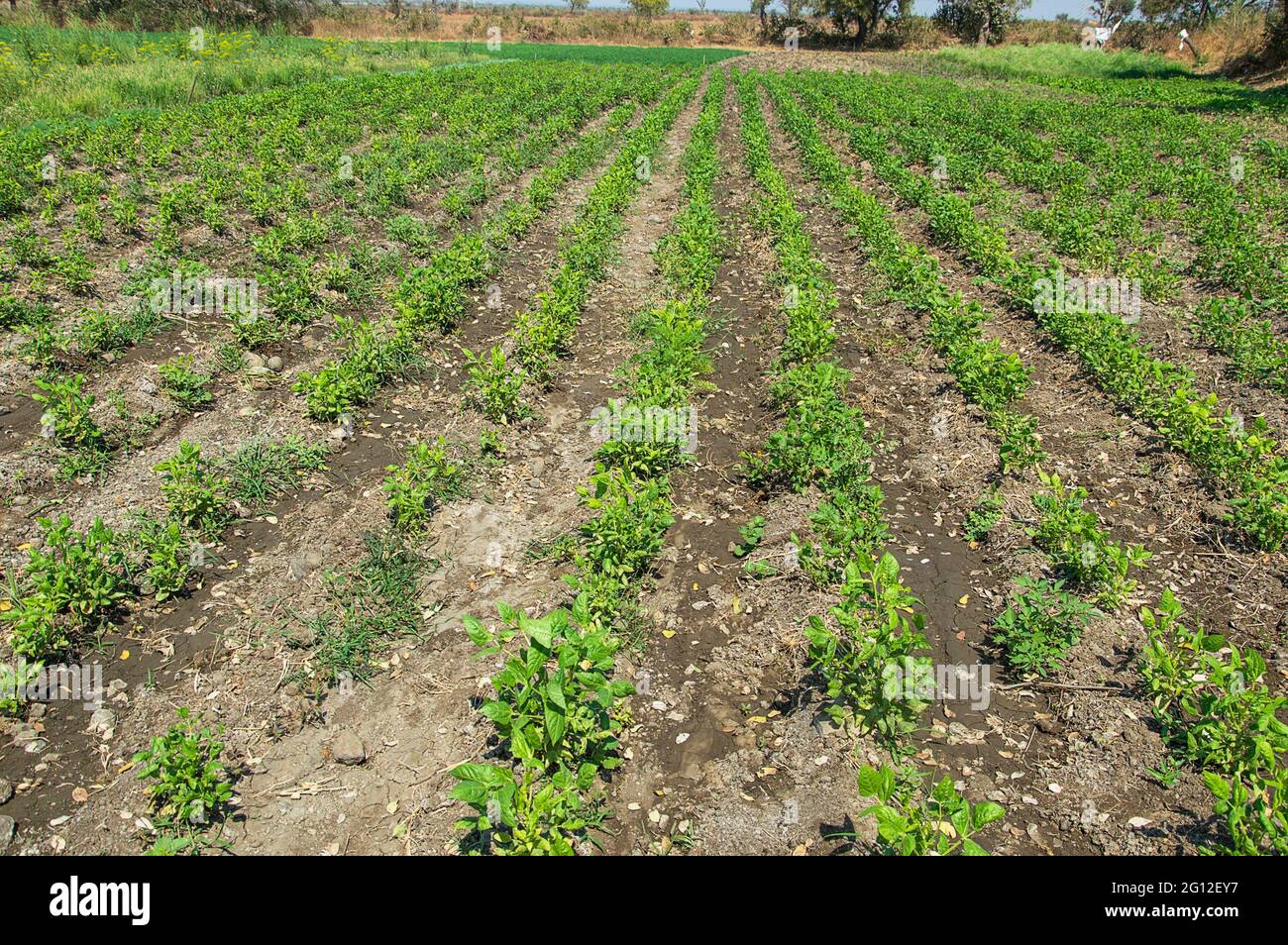 Green soy plantation hi-res stock photography and images - Alamy