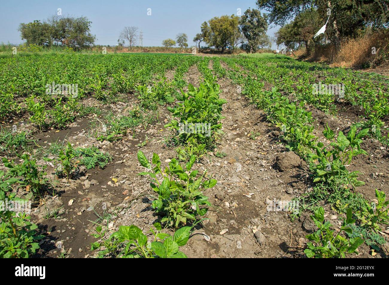Green fresh field plant hi-res stock photography and images - Alamy