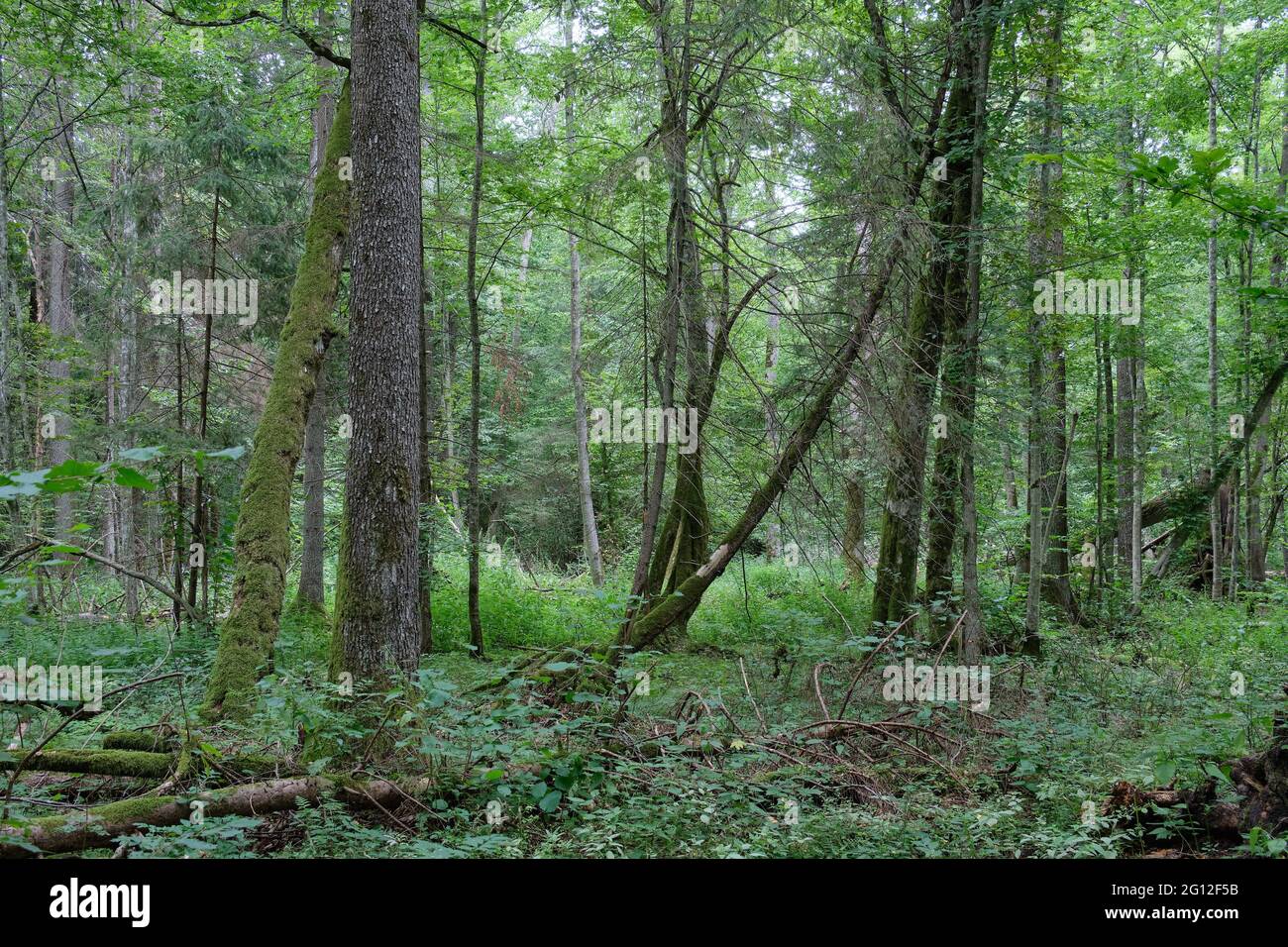 Old Alder tree and old hornbeam trees in background in summertime ...