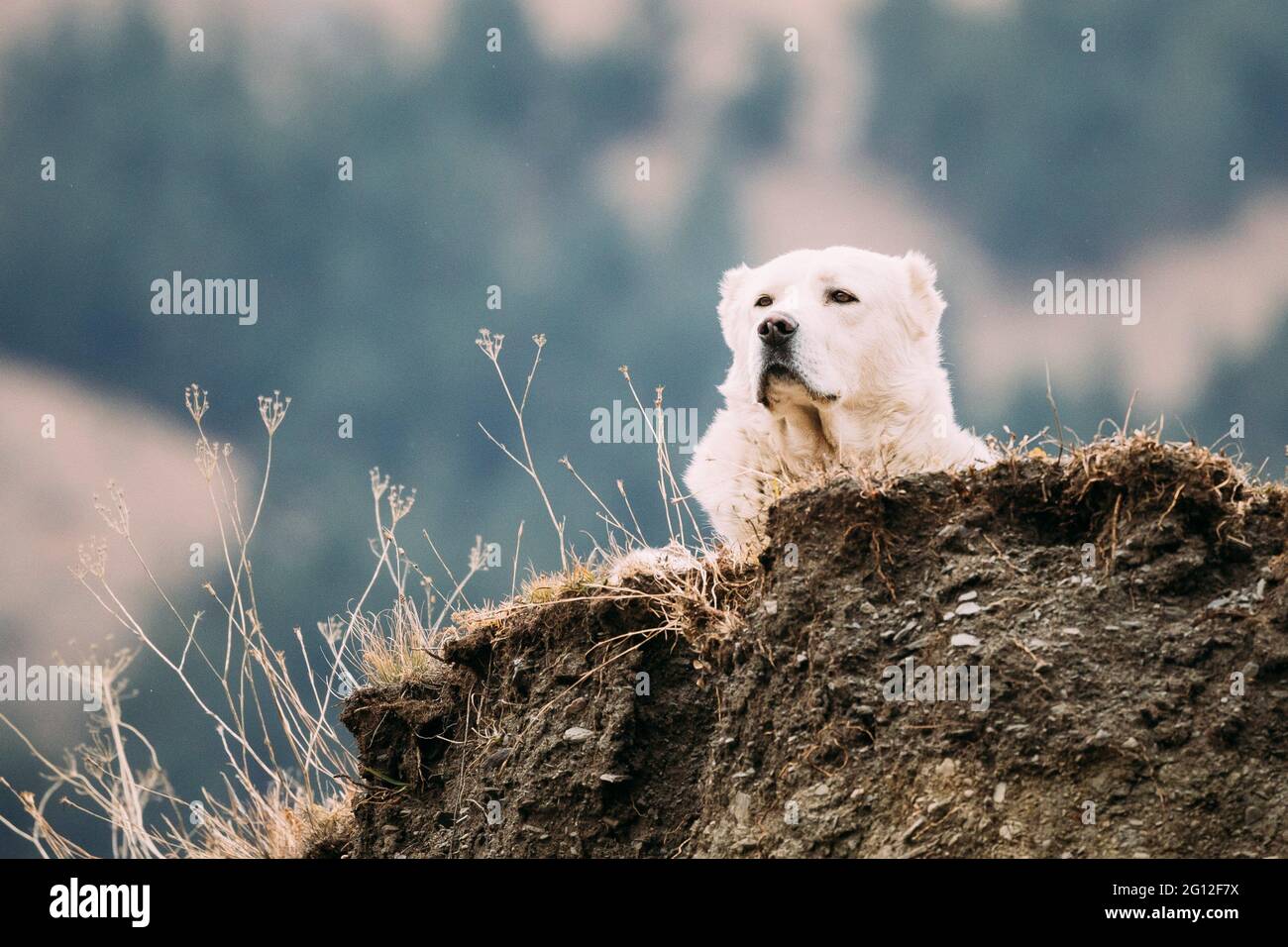 Central asian shepherd dog hi-res stock photography and images - Alamy