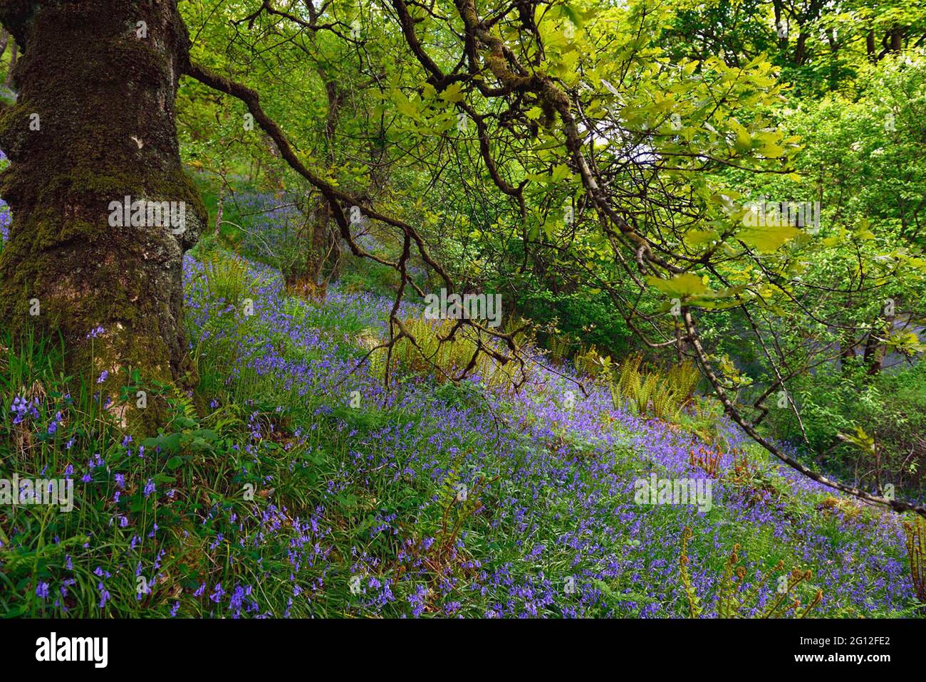 Forest of paimpont hi-res stock photography and images - Alamy