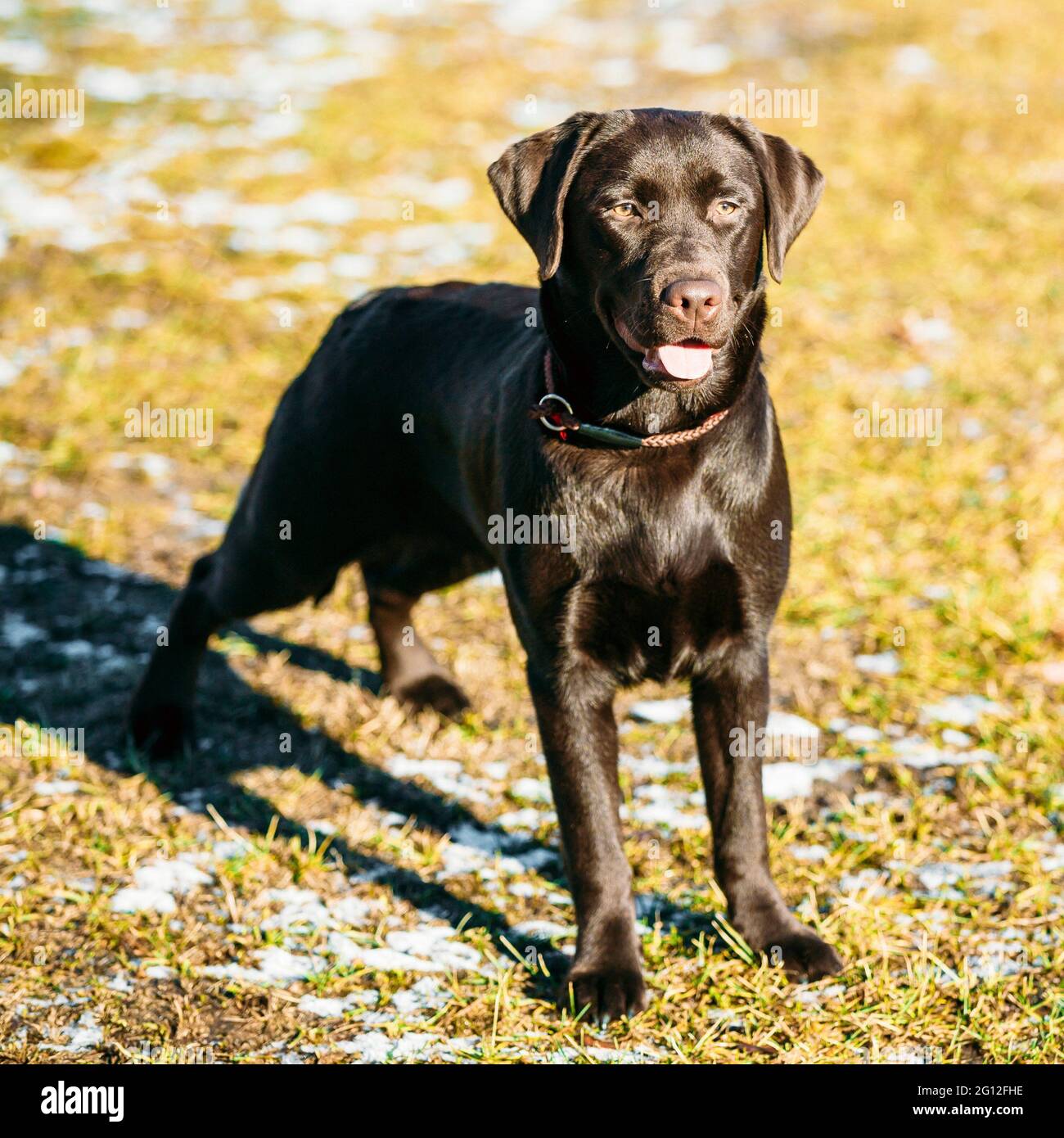 Are Labrador Retrievers Outdoor Dogs