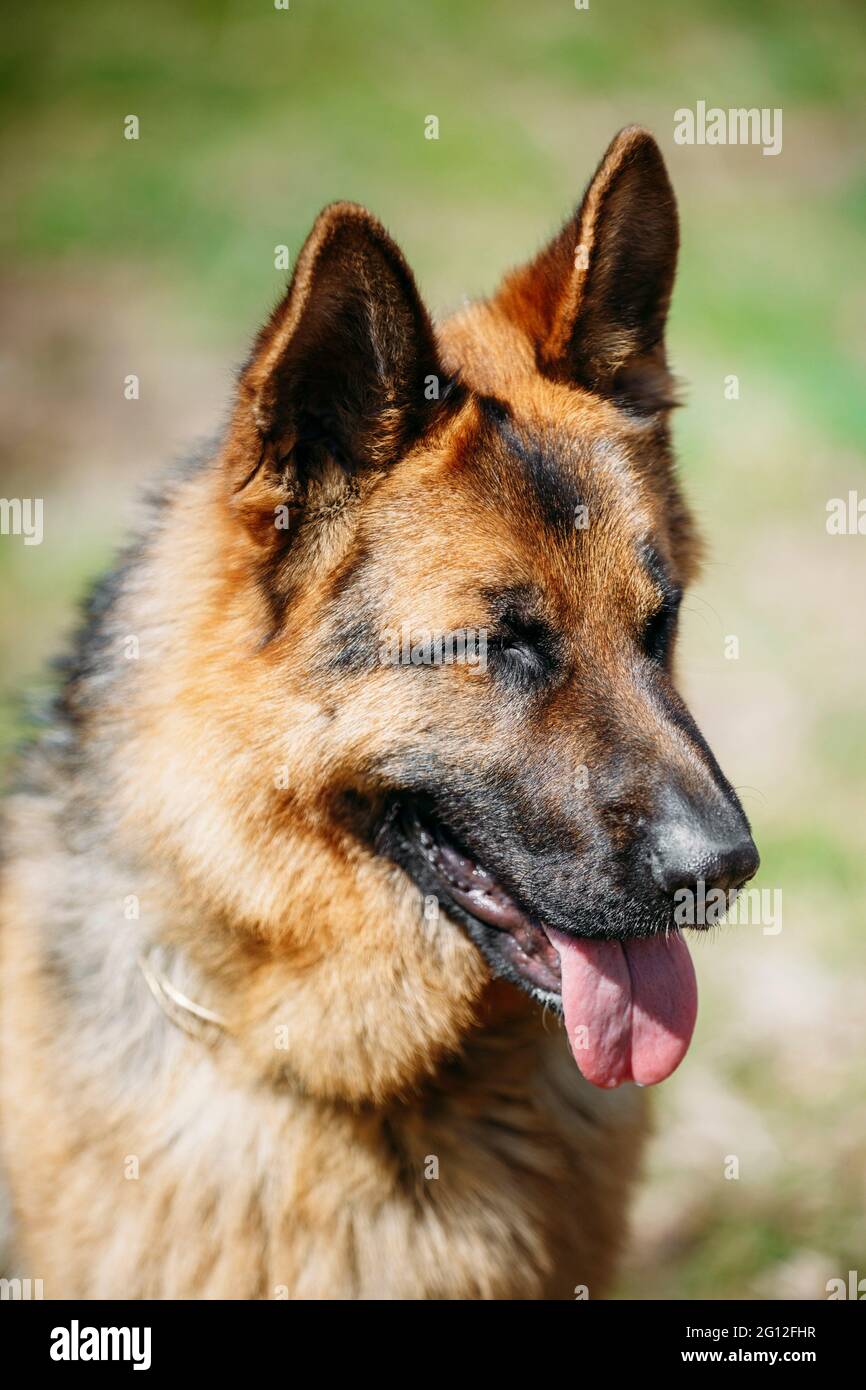 Beautiful Young Brown German Shepherd Dog Close Up Stock Photo - Alamy
