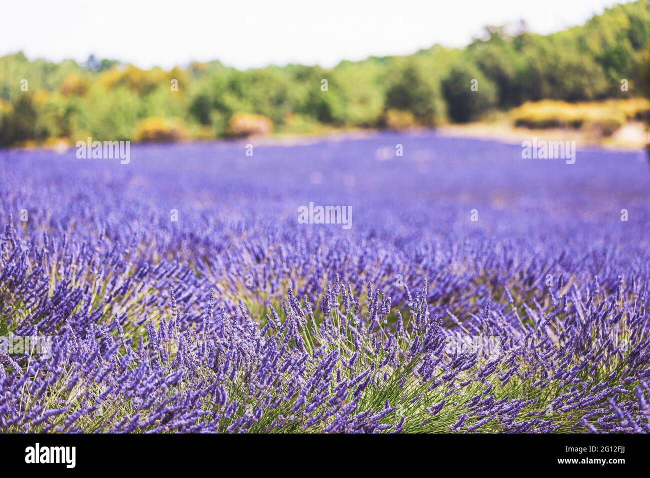 Blooming Bright Purple Lavender Flowers In Provence, France. Summer ...