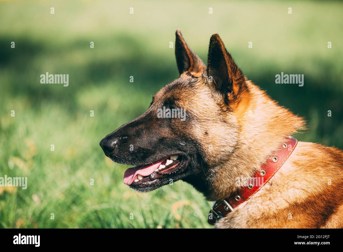 Portrait belgian malinois hi-res stock photography and images - Alamy