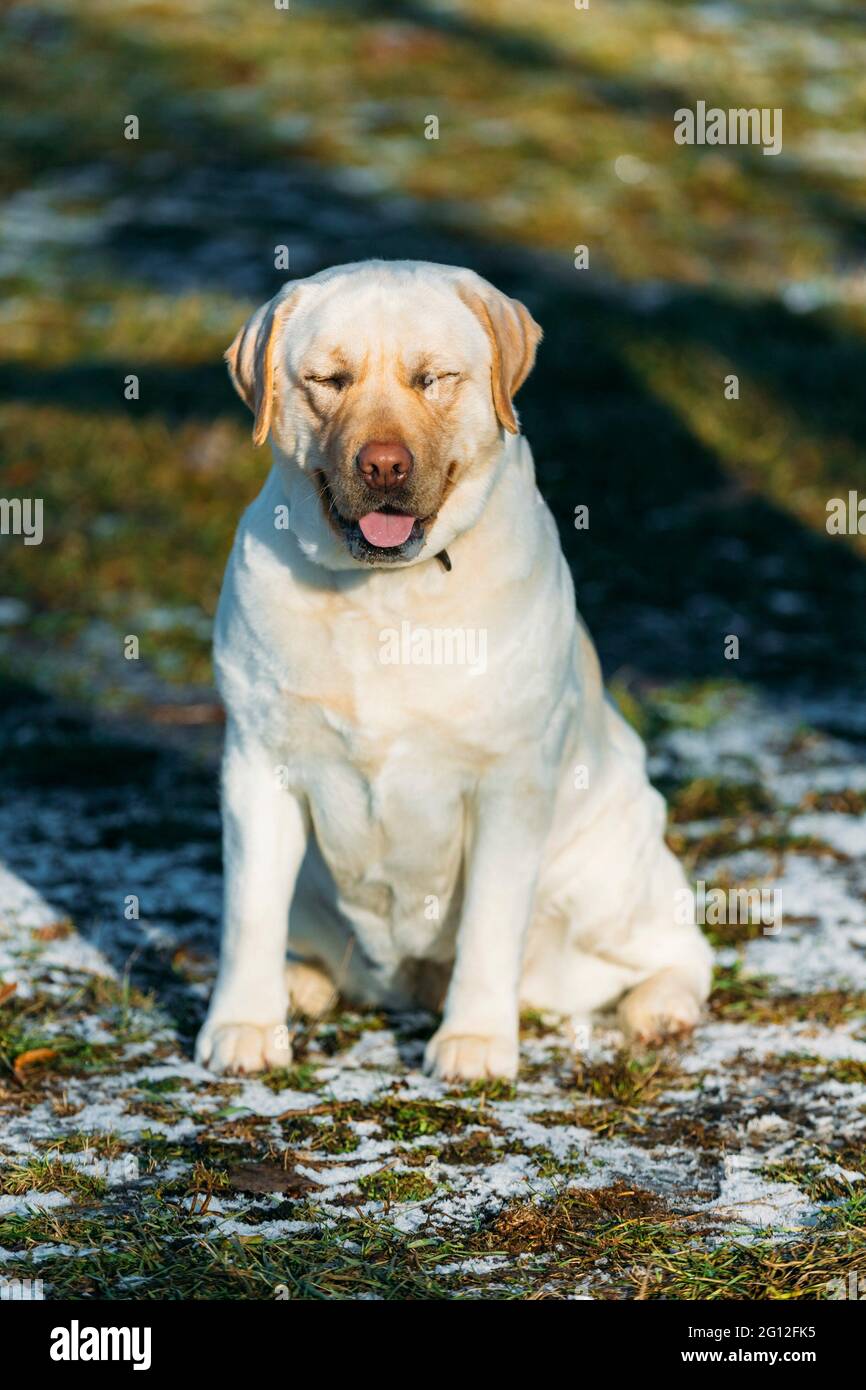 Beautiful White Labrador Retriever Lab Dog Staying Outdoor In Spring ...