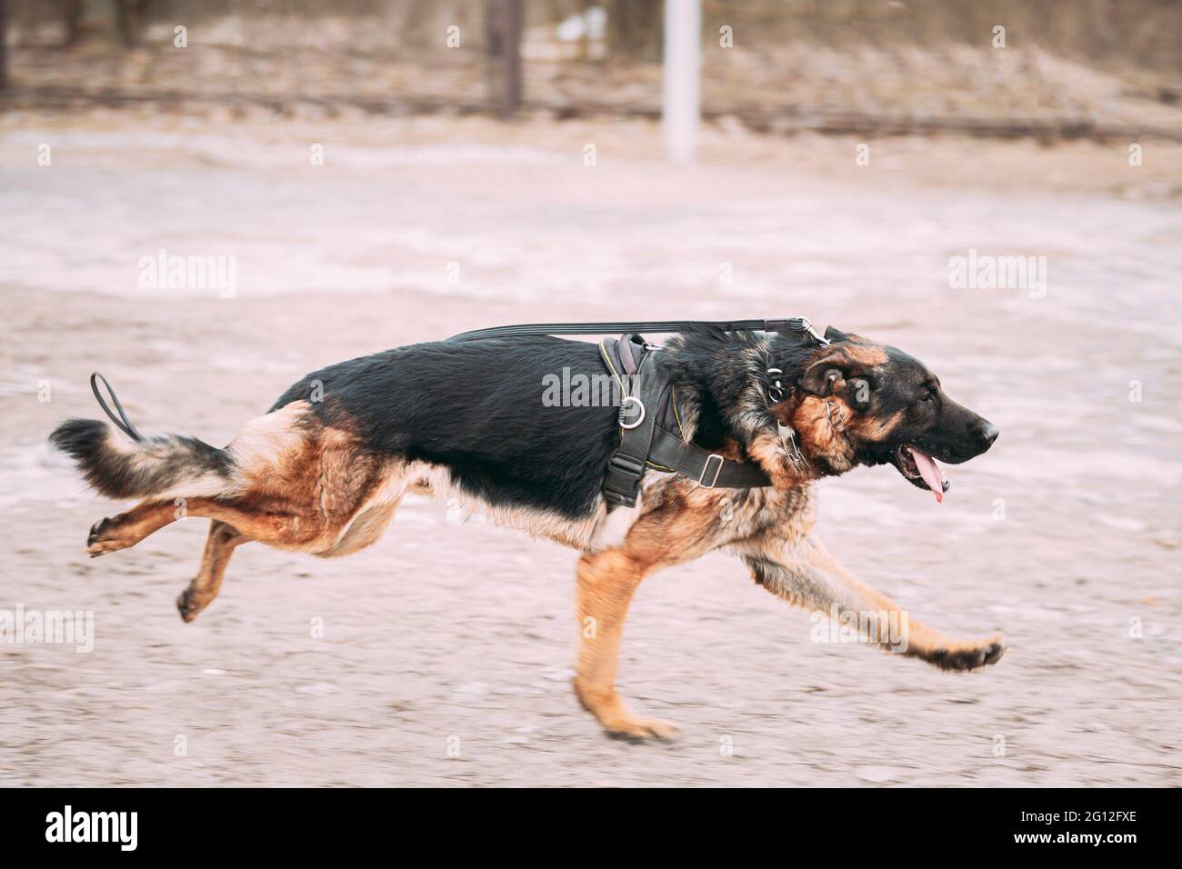How Fast Can A German Shepherd Run