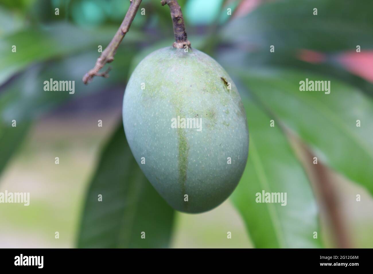 green raw mango on tree in the firm for harvest and eat Stock Photo - Alamy