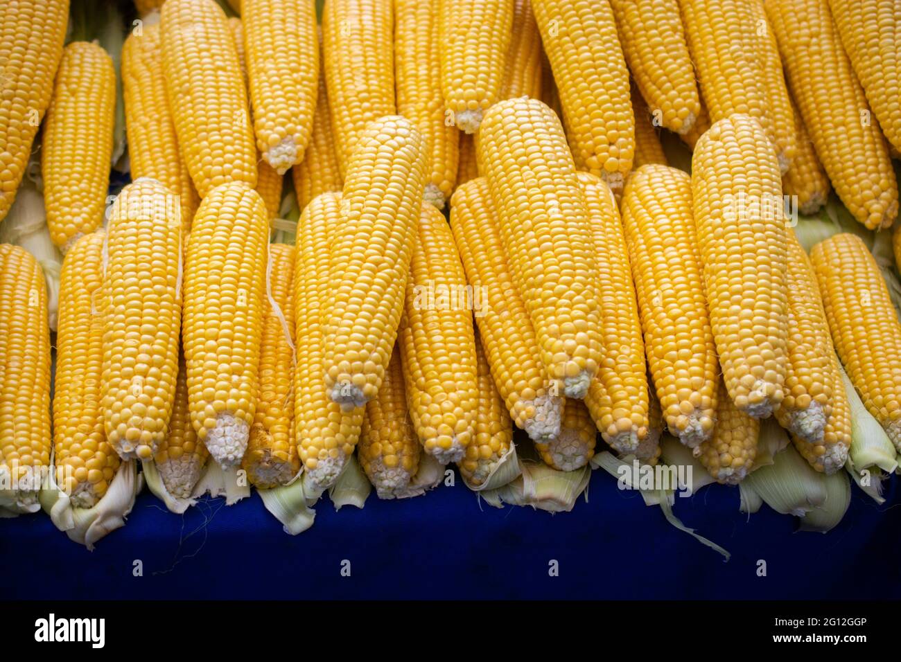 Fresh corn peeled hi-res stock photography and images - Alamy