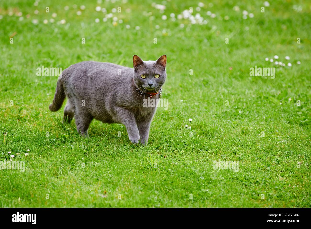 France cat hi-res stock photography and images - Alamy