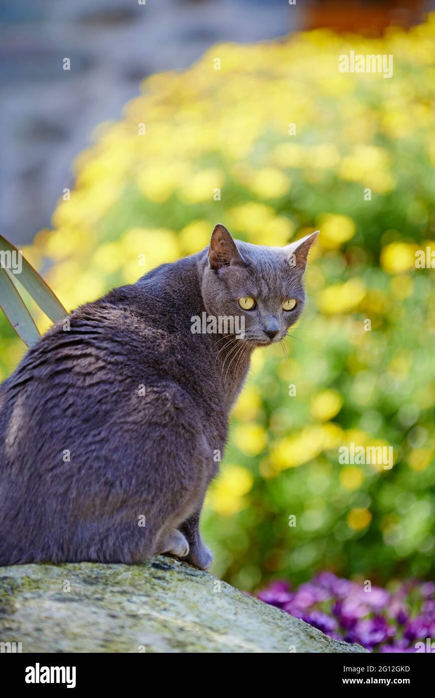 France, Cat Stock Photo - Alamy