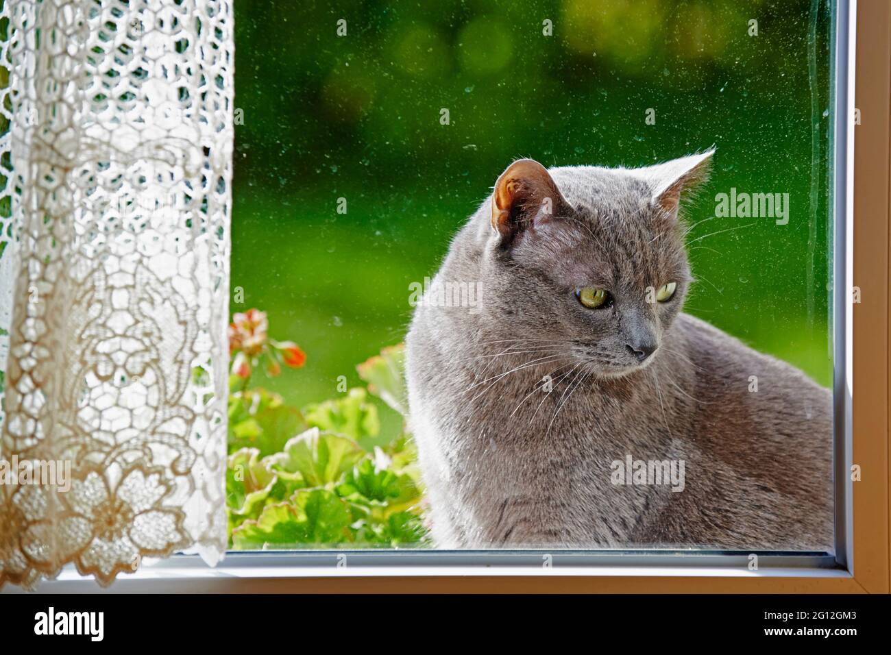 France cat hi-res stock photography and images - Alamy