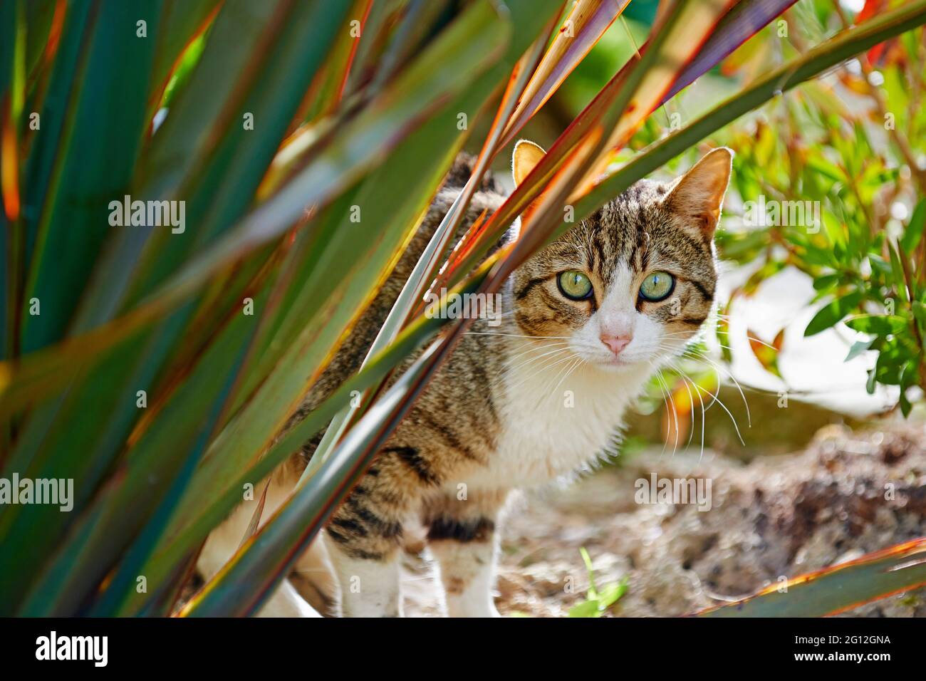 France cat hi-res stock photography and images - Alamy