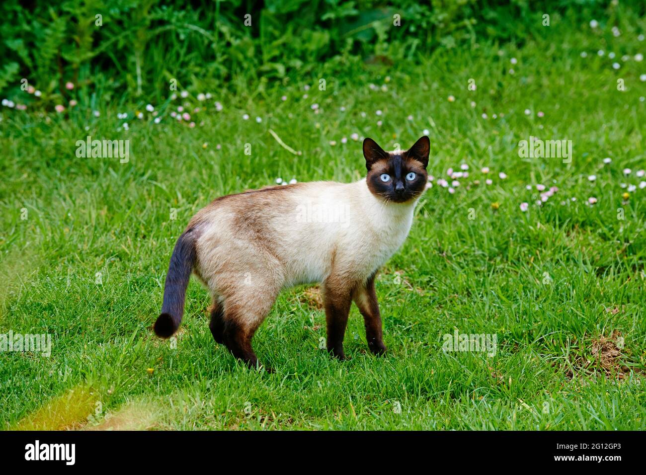 France cat hi-res stock photography and images - Alamy