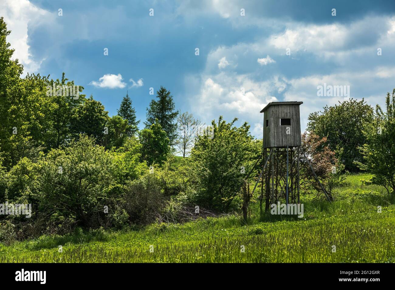 Hunting season. Hogs watchtower on a summer morning, hunting tower ...