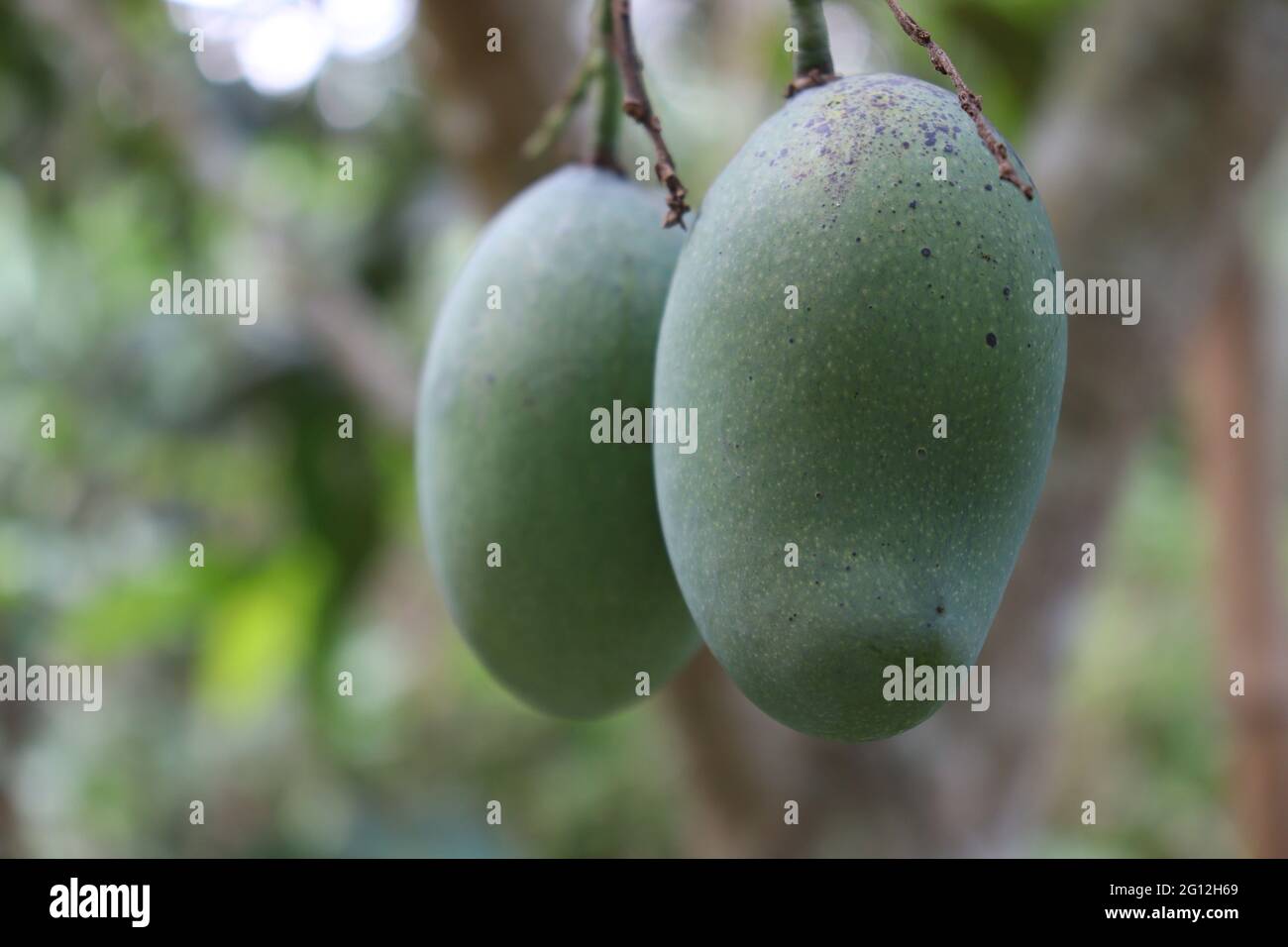 Mango firm hi-res stock photography and images - Alamy