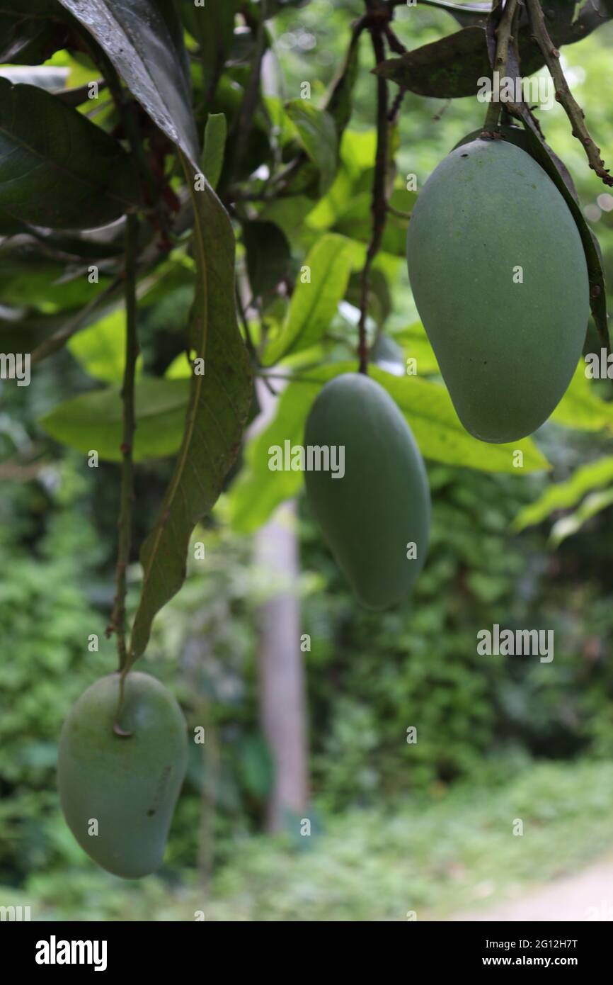 green raw mango on tree in the firm for harvest and eat Stock Photo - Alamy