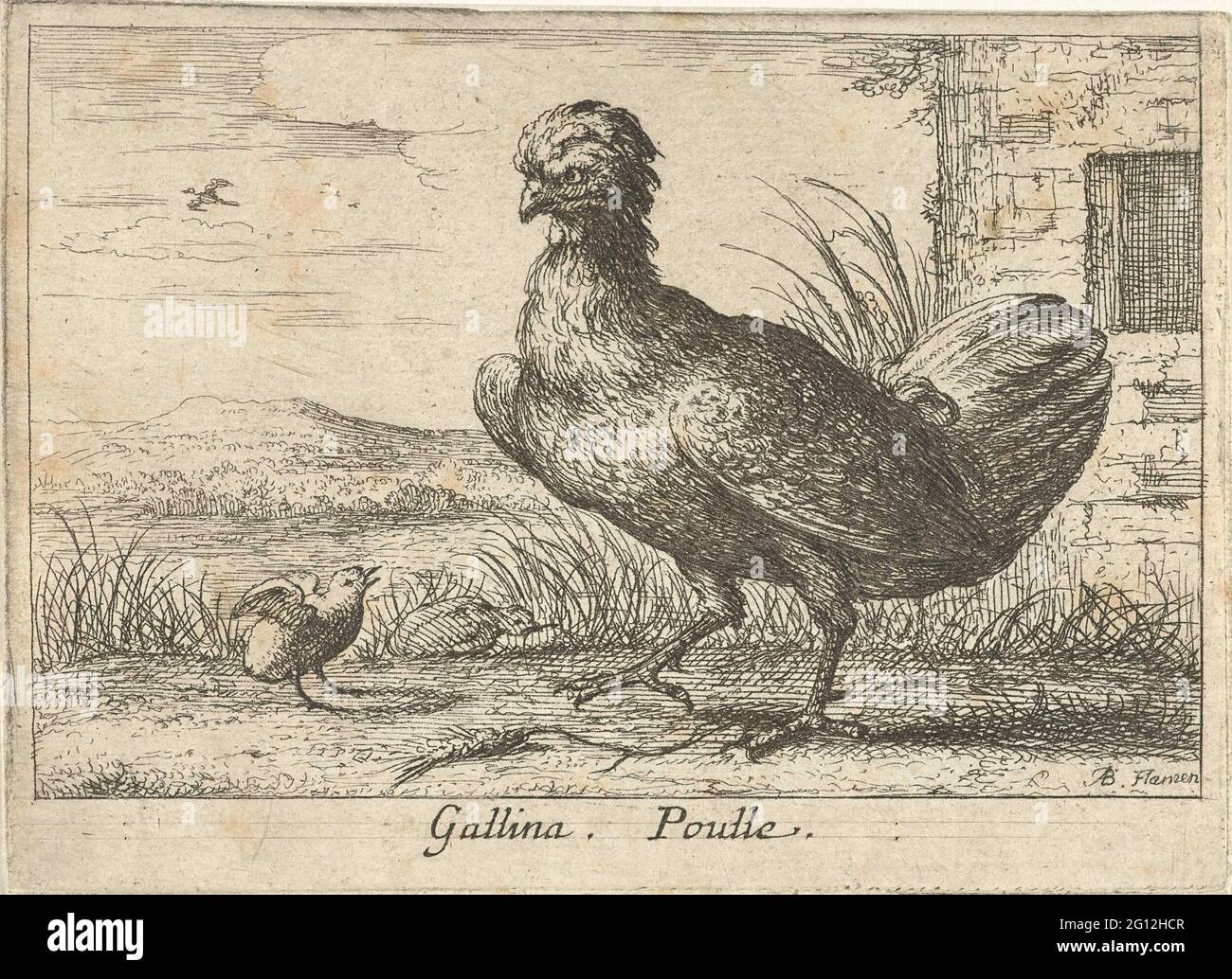 Gallina bird hi-res stock photography and images - Alamy