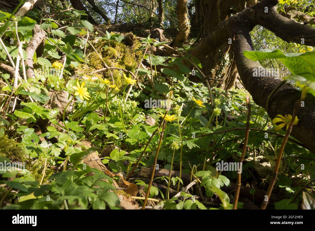 Low level forest floor Stock Photo - Alamy