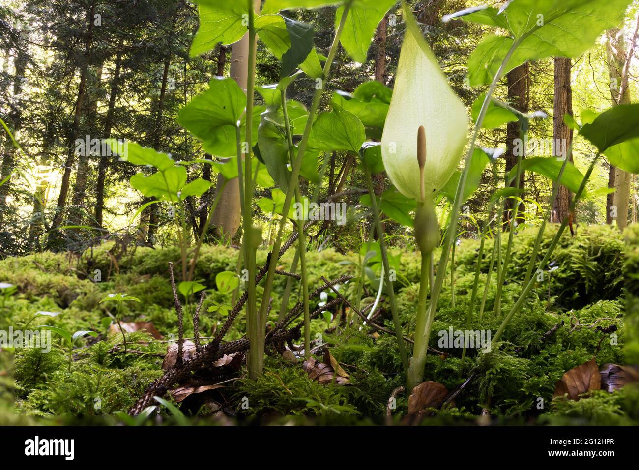 Very low angle forest floor with Arum lily Stock Photo - Alamy