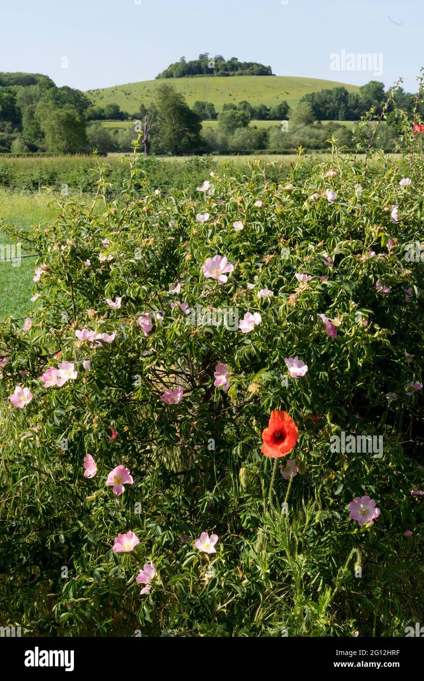 Leaf clumps hi-res stock photography and images - Alamy