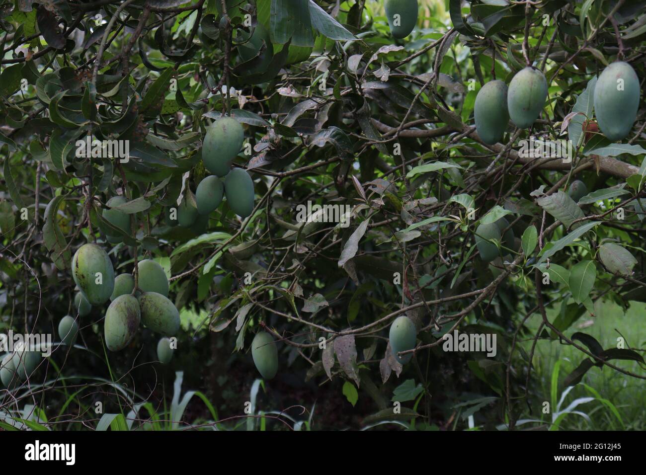 green raw mango on tree in the firm for harvest and eat Stock Photo - Alamy