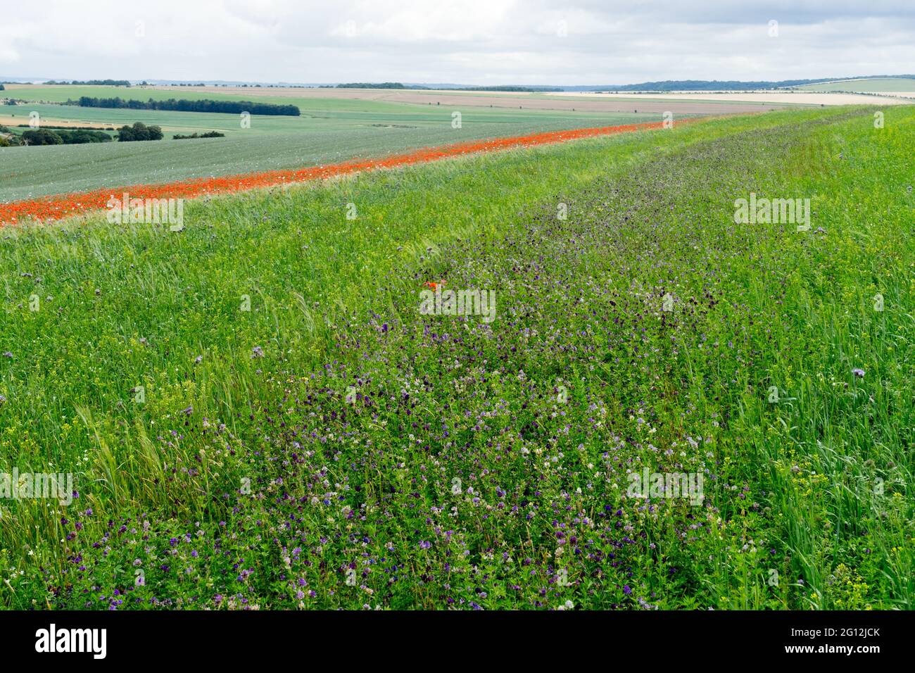 Strip of red poppies Stock Photo - Alamy