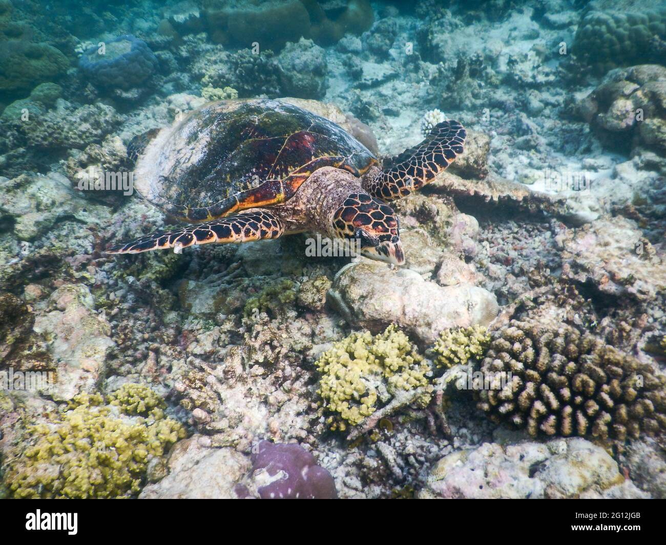 Sea turtle poaching hi-res stock photography and images - Alamy