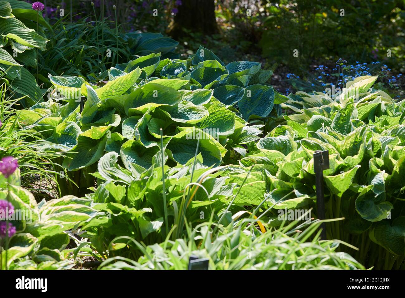 Hosta is a genus of plants commonly known as hostas, plantain lilies ...