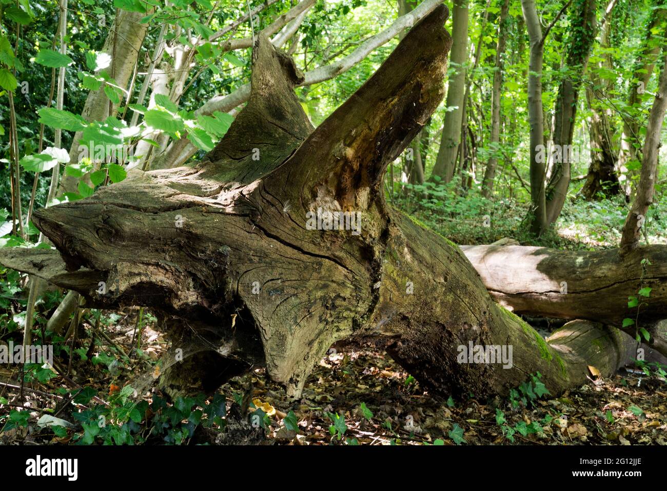 Pareidolia Animal High Resolution Stock Photography and Images - Alamy