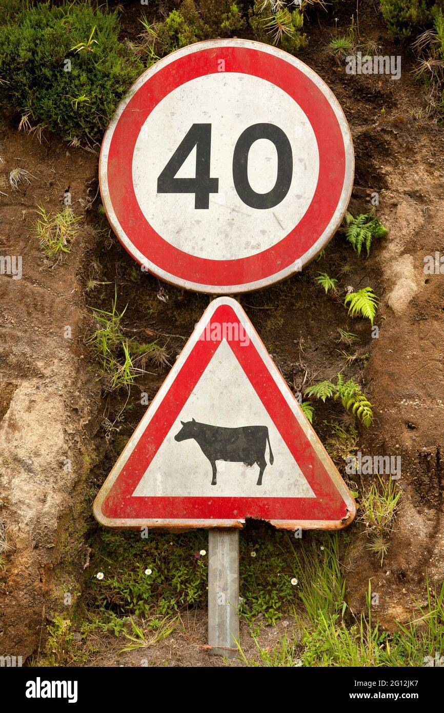 Cattle Crossing High Resolution Stock Photography and Images - Alamy
