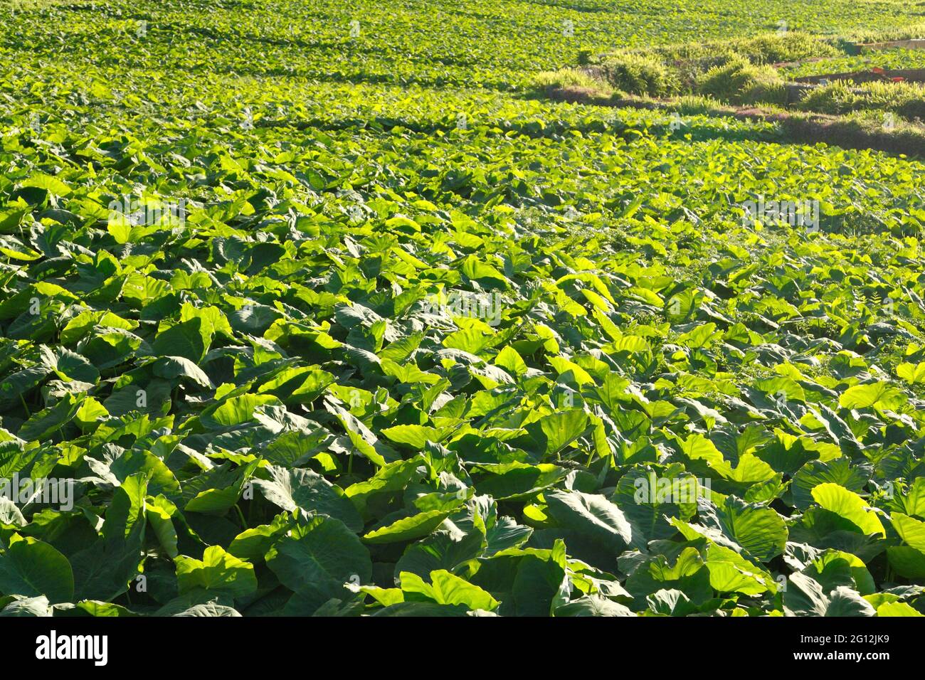 Taro plantation hi-res stock photography and images - Alamy