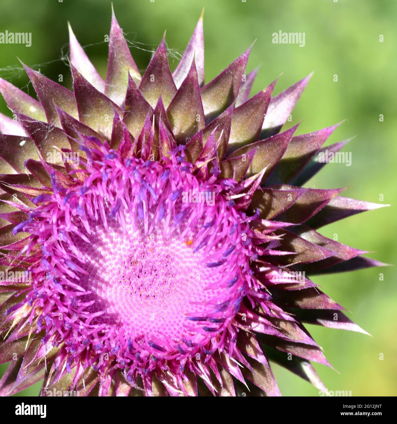 A close up image of an early stage bloom of a purple musk thistle ...