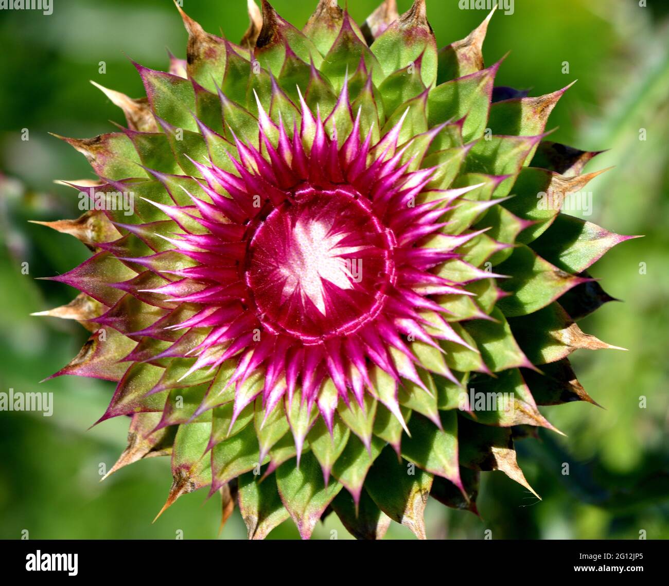 A close up image of a musk thistle (Carduus nutans) purple flower in ...