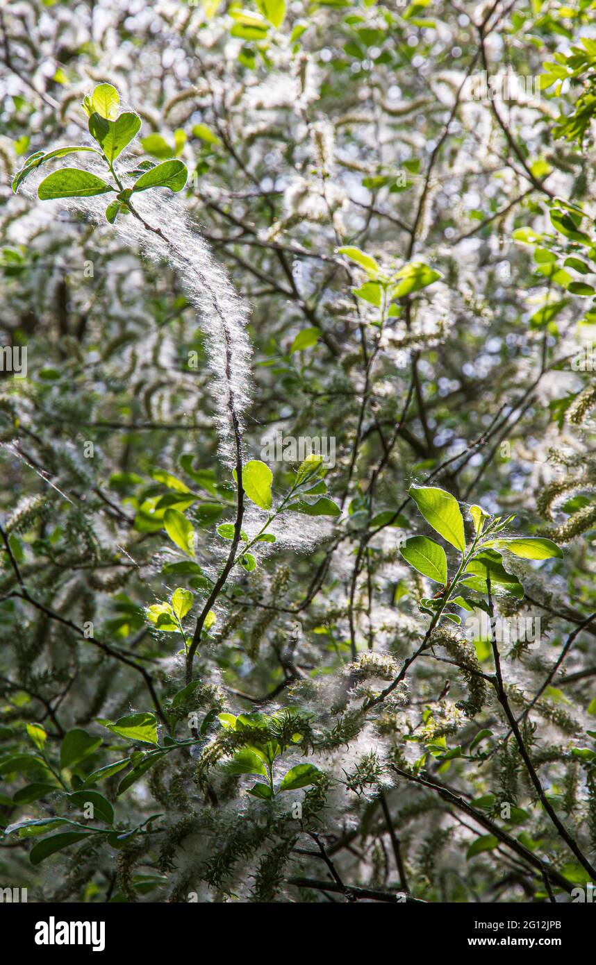 Downy willow hi-res stock photography and images - Alamy