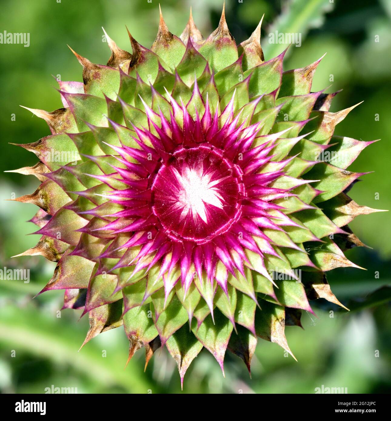 A close up image of a musk thistle (Carduus nutans) purple flower in ...
