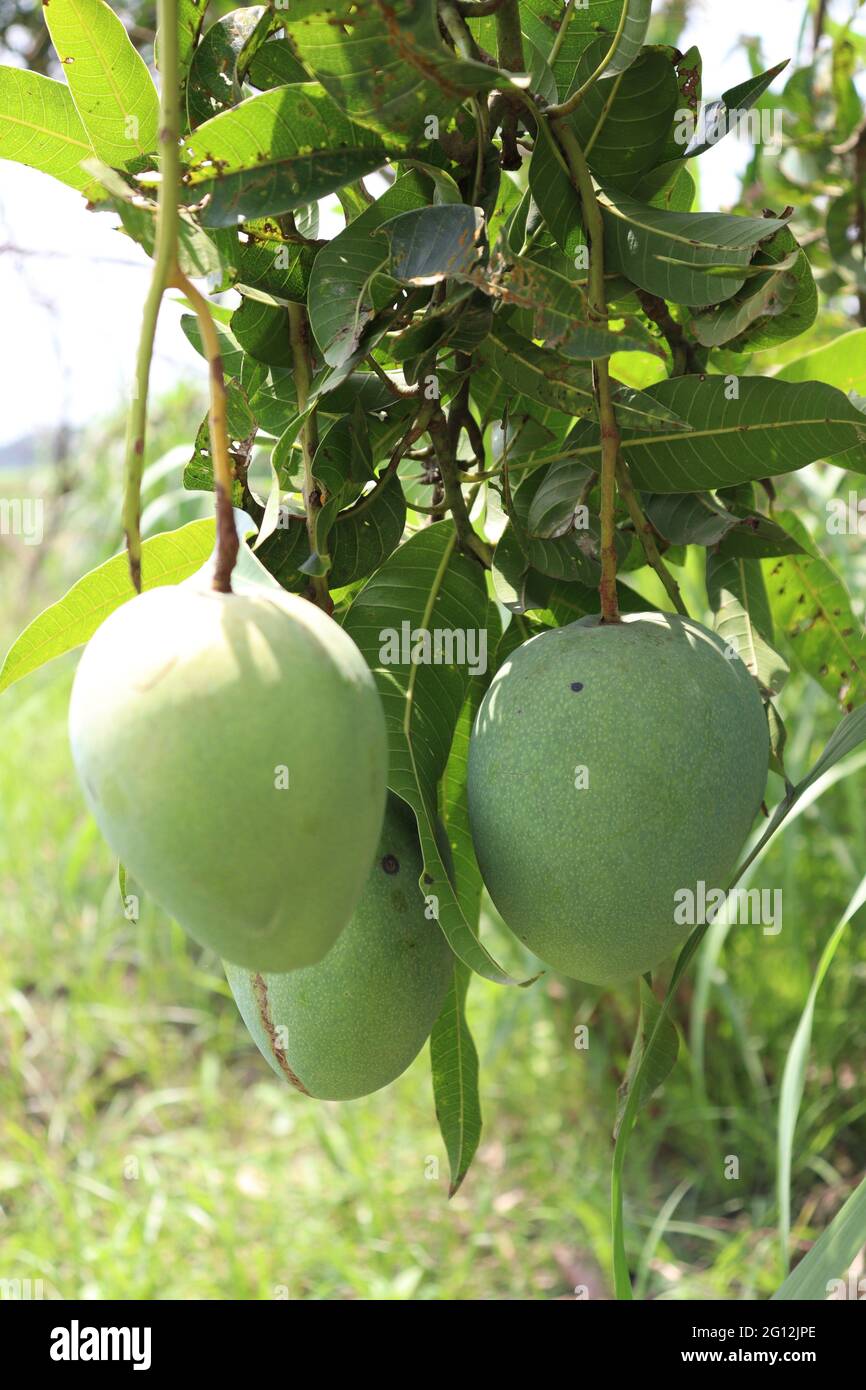 green raw mango on tree in the firm for harvest and eat Stock Photo - Alamy