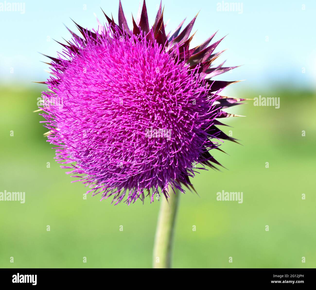 A close up image of full purple bloom of a musk thistle (Carduus nutans ...