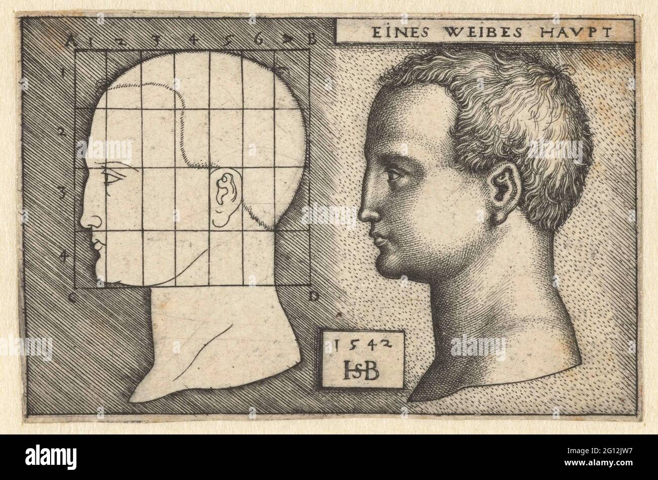 Woman head and drawing in schedule according to proportion of ...