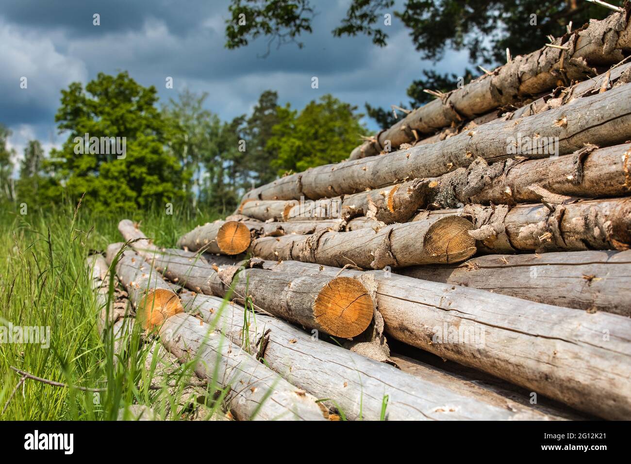 Bark beetle infested wood without bark on the meadow in the Czech ...