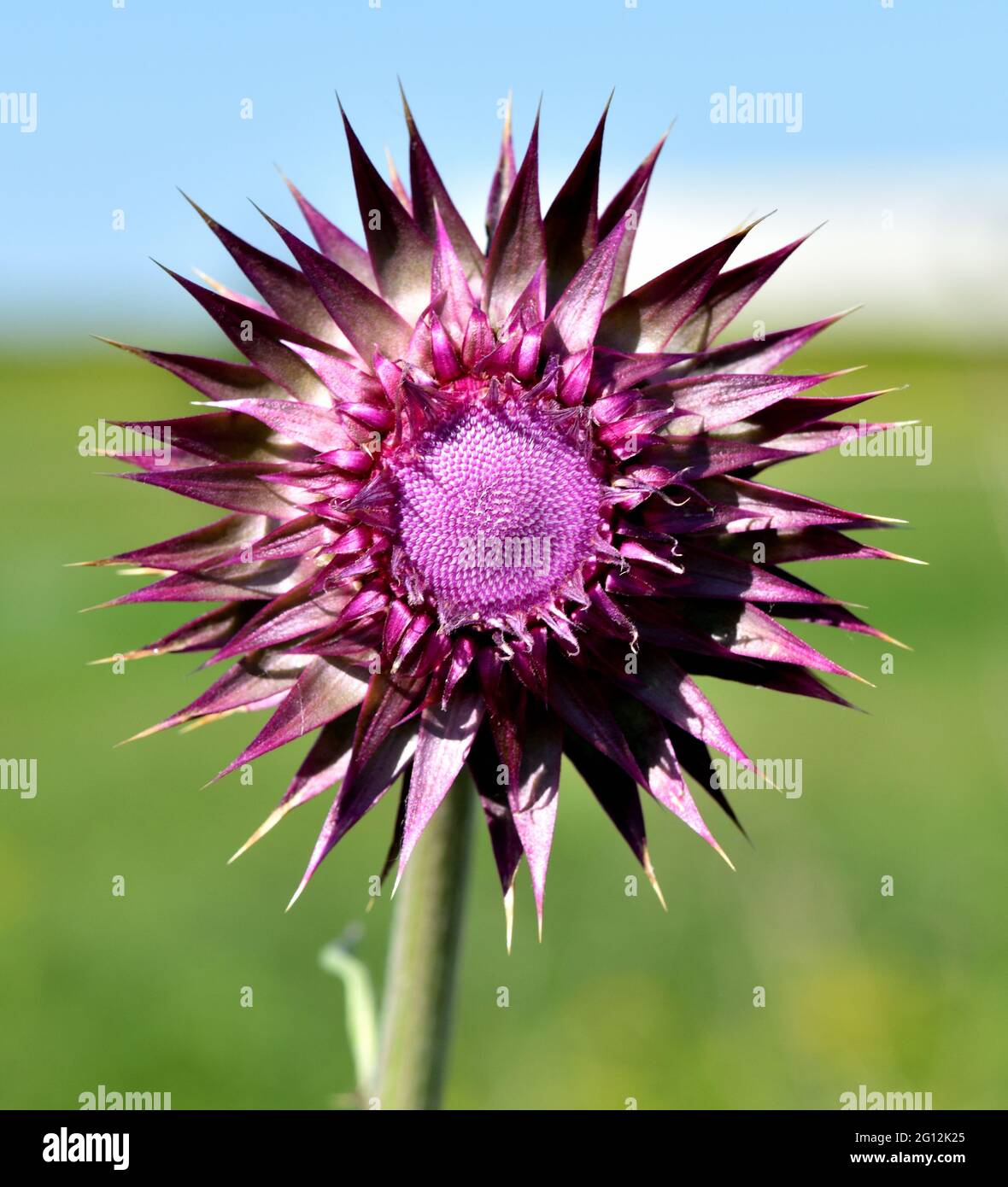 A close up image of an early stage bloom of a purple musk thistle ...