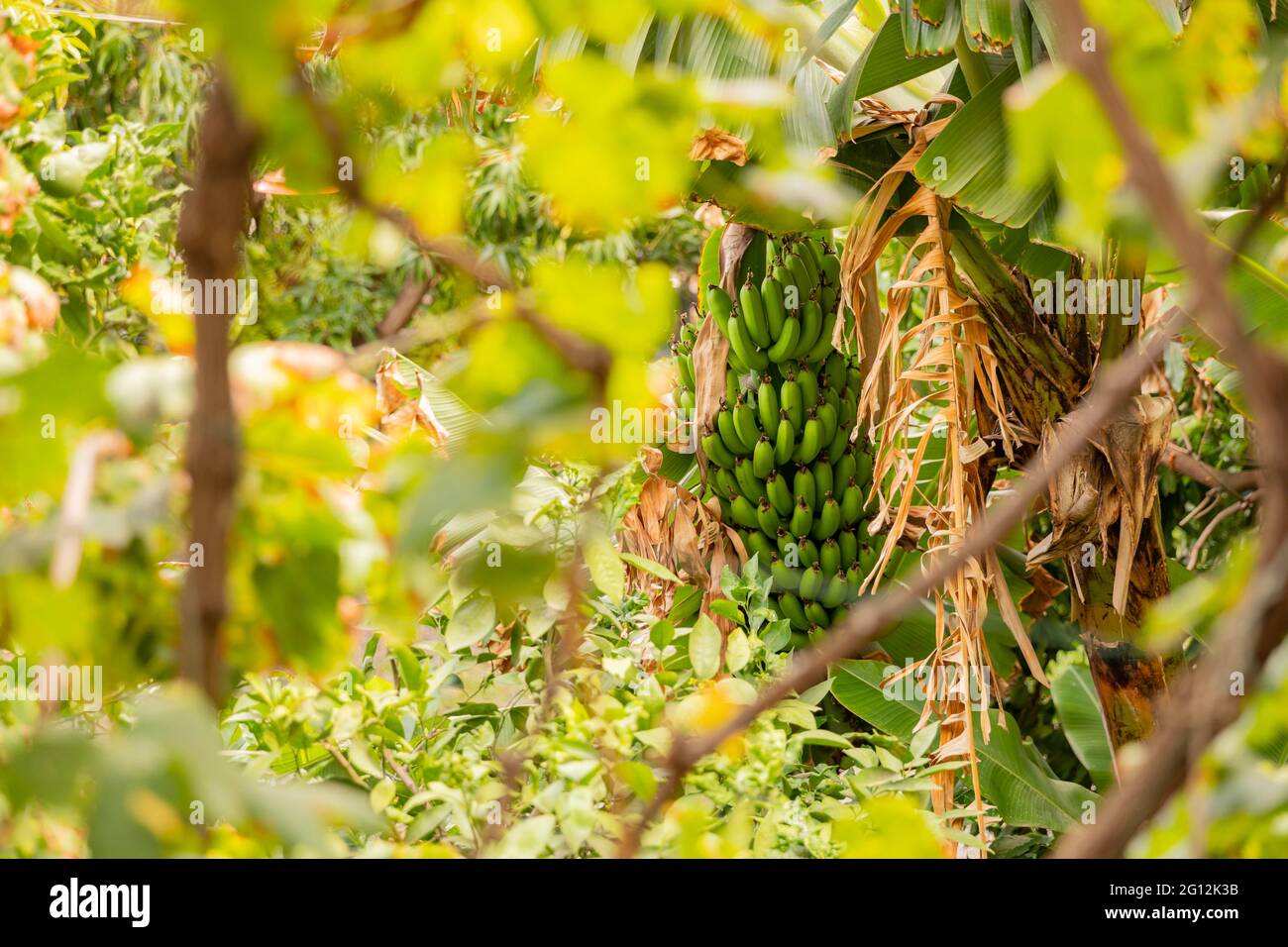 Fresh Organic Green Banana Tree at Farm Stock Photo - Alamy