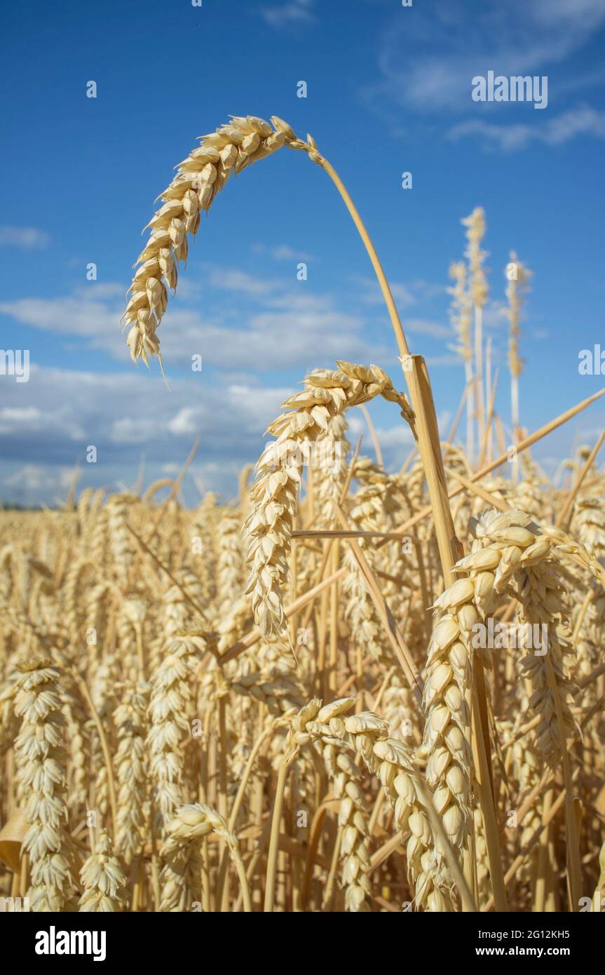 Wheat field view hi-res stock photography and images - Alamy